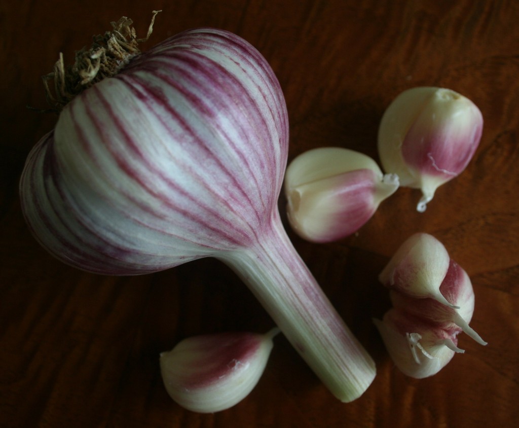 Award Winning Premium Garlic on Sale Porcelain Rocambole Purple-Stripe ...