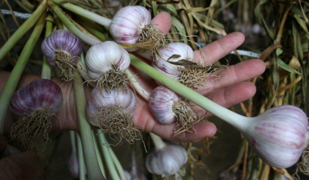 Organic Garlic for sale on-line or phone for pick-up or delivery in Canada